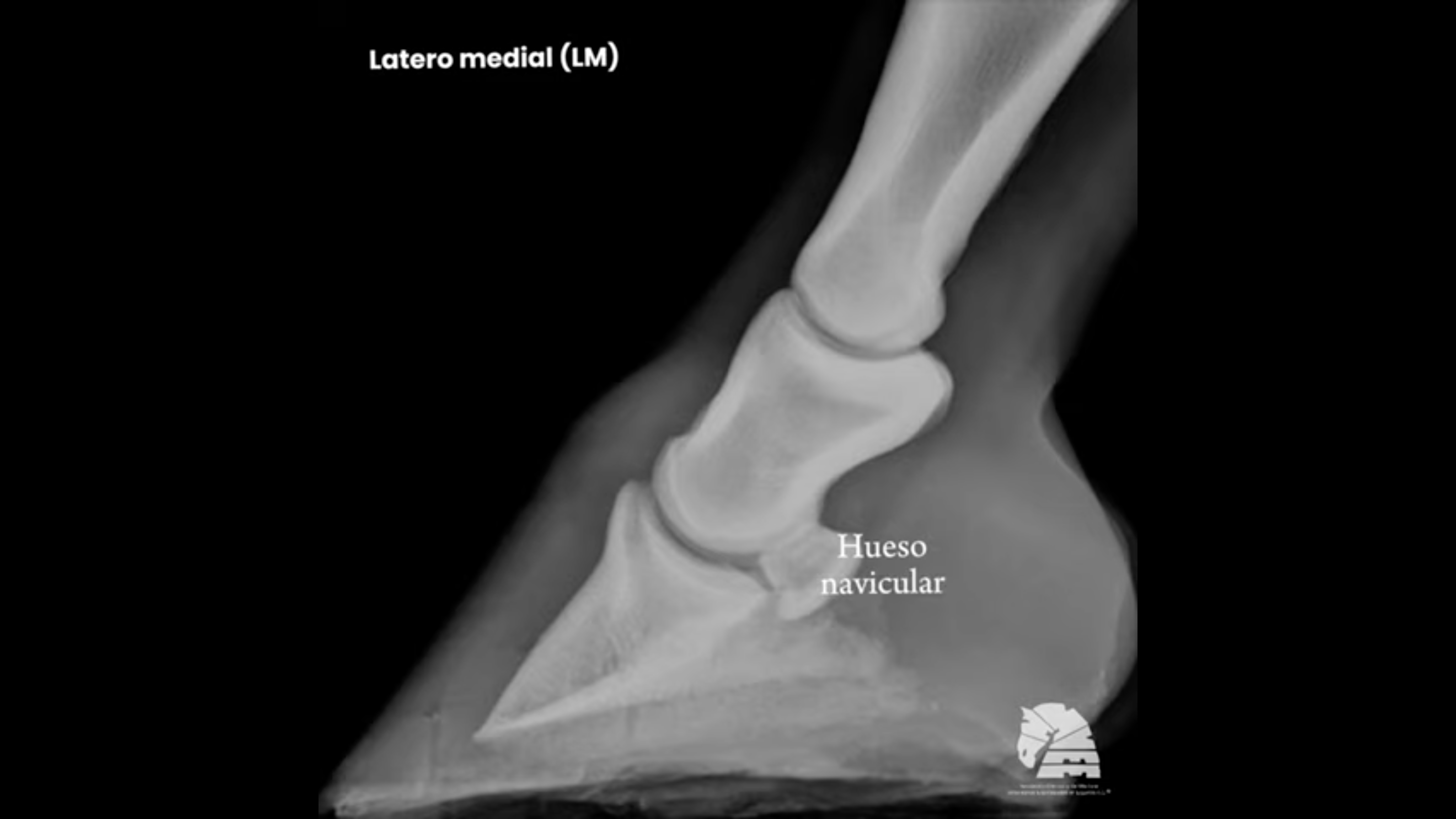 Placa radiografía de casco latero - medial - Asociación Mexicana de ...
